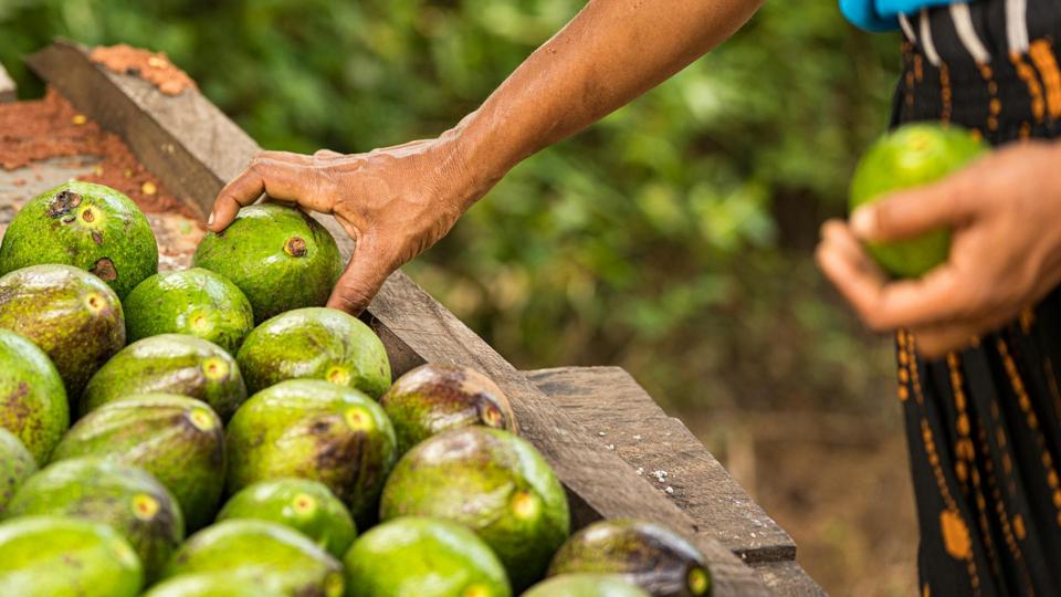 Avocados Were Domesticated 7,500 Years Ago, According To Fossil Evidence