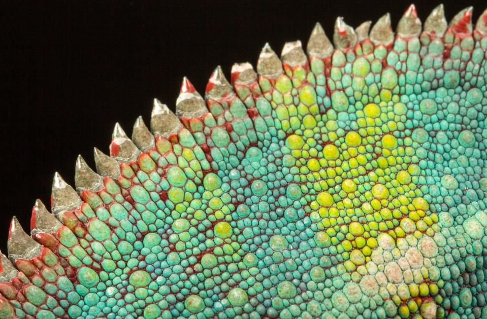 3 Winning Reptile Photos From The 2025 World Nature Photography Awards ...