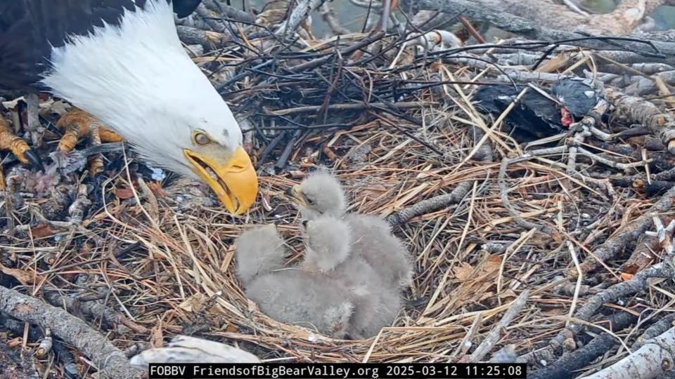 Famous Bald Eagle Babies Weather Major Storm On Live Nest Cam