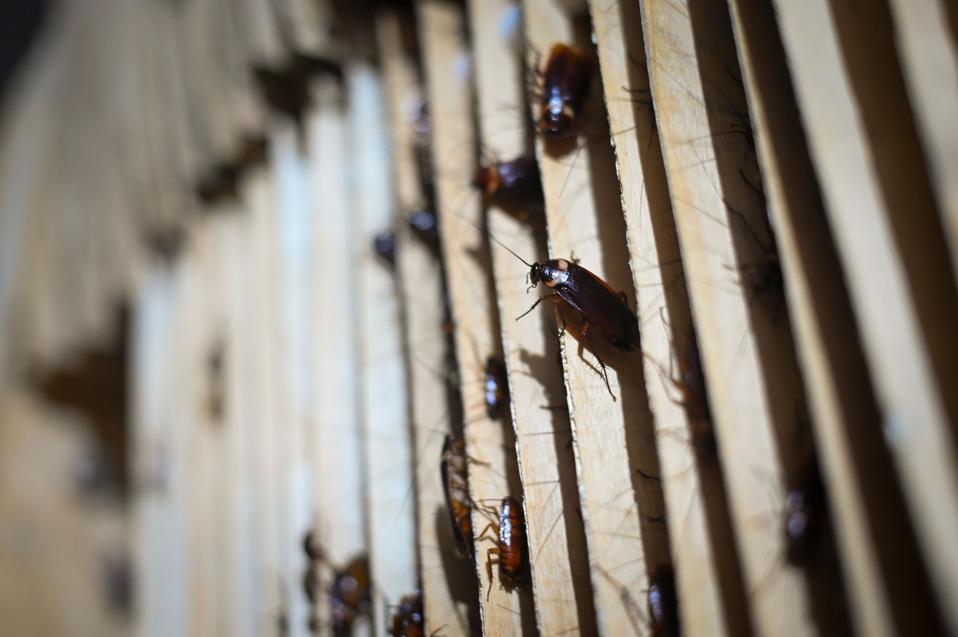 China’s Low-Key ‘Cockroach Industry’ Could Reshape Medicine, Meals ...
