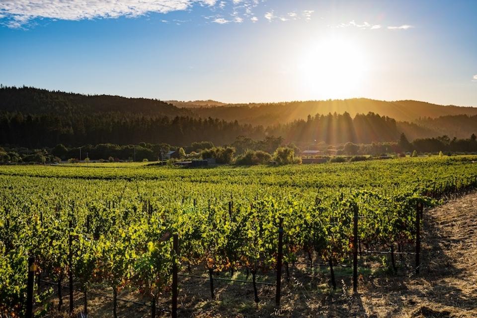 The Donum Estate Adds Savoy Vineyard As Part Of Its ‘Stewardship Of The ...