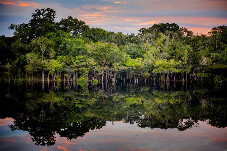 Forests: Guardians Of Food Security And Climate Resilience