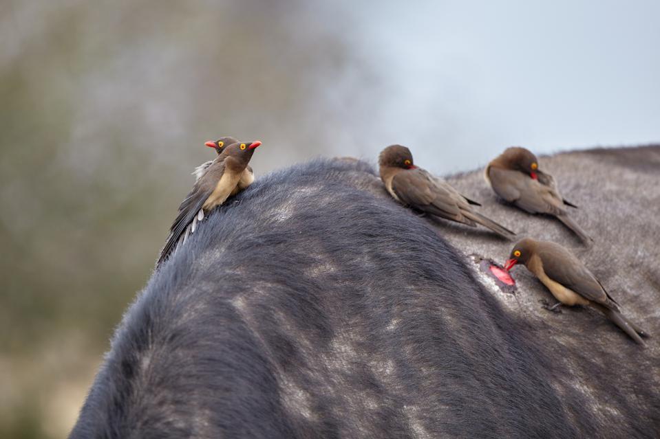 You’ve Heard Of Vampire Bats But What About ‘Vampire Finches’? A ...