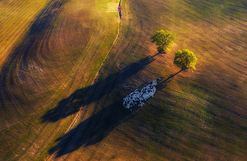 5 Most Stunning Images Of ‘Animal Formations’ From The 2024 Nature ...