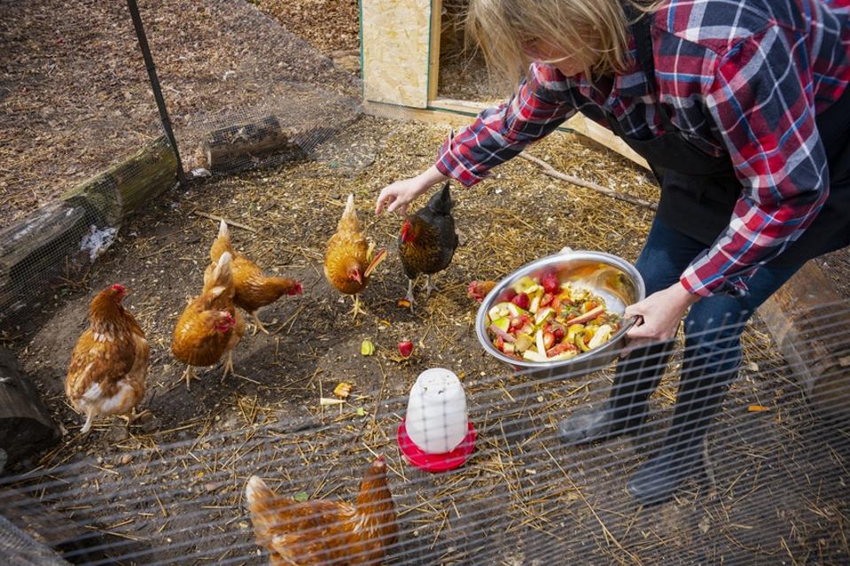 Things You Should Know About Raising Backyard Chickens