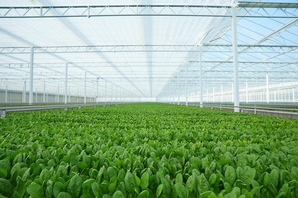 Producing Profit In The Desert - Pure Harvest Enjoys Fruits Of Success