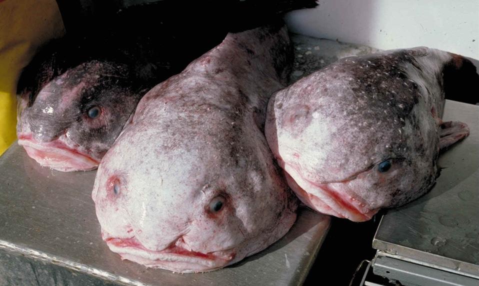 Blobfish Goes From ‘World’s Ugliest Animal’ To Fish Of The Year