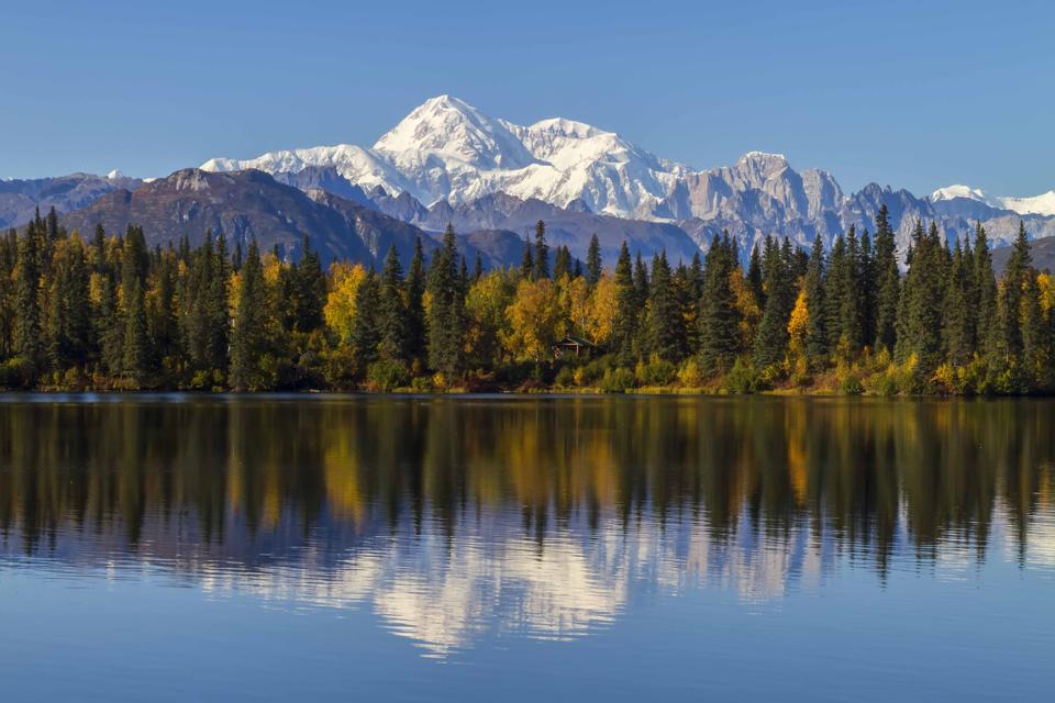 Wildlife Spotlight: The Fascinating Fauna Of Denali National Park