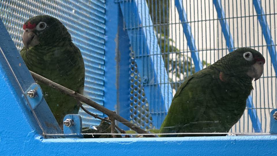 Wildlife Spotlight: Searching For Puerto Rico’s Native Parrots