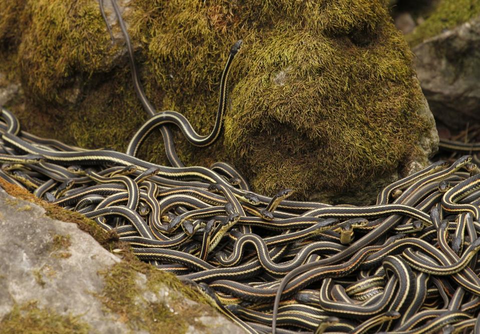 Inside The World’s Largest Snake Gathering—Why Over 75,000 Snakes Swarm ...