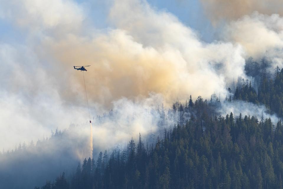 How Businesses Can Support Wildfire Prevention And Their Communities