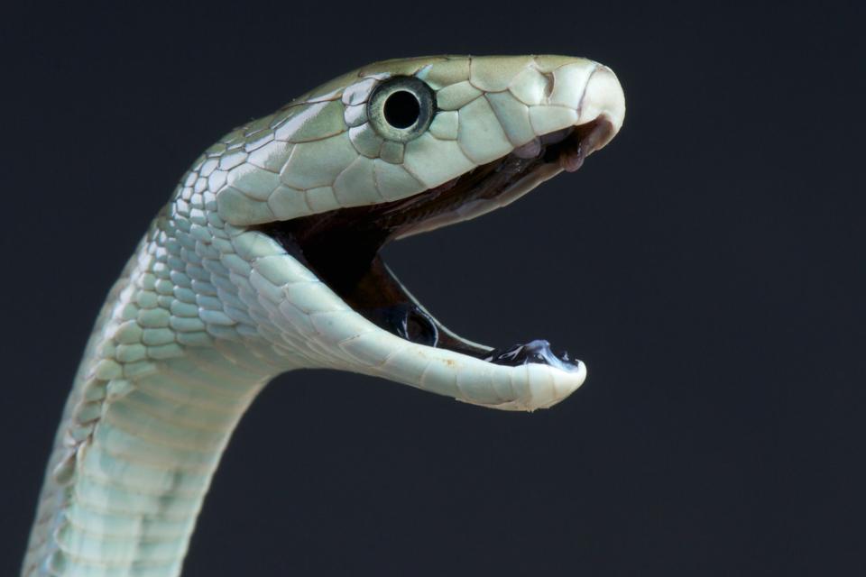 3 Nightmarish Facts About The ‘Black Mamba’ — Blistering Agility, Fast ...