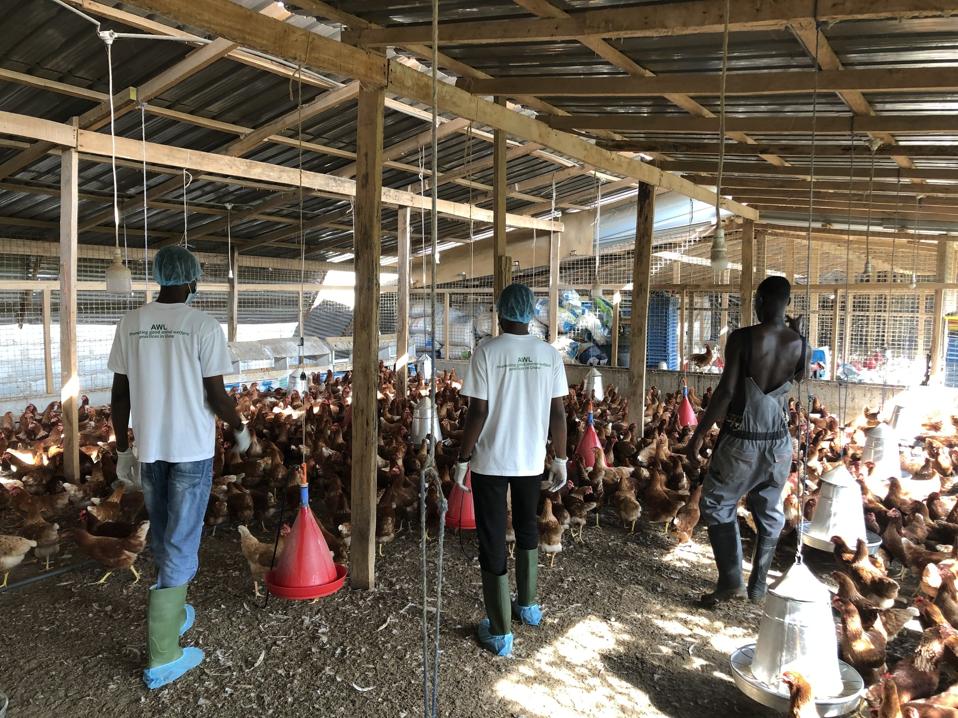 The African Movement To Keep Chickens Out Of Cages