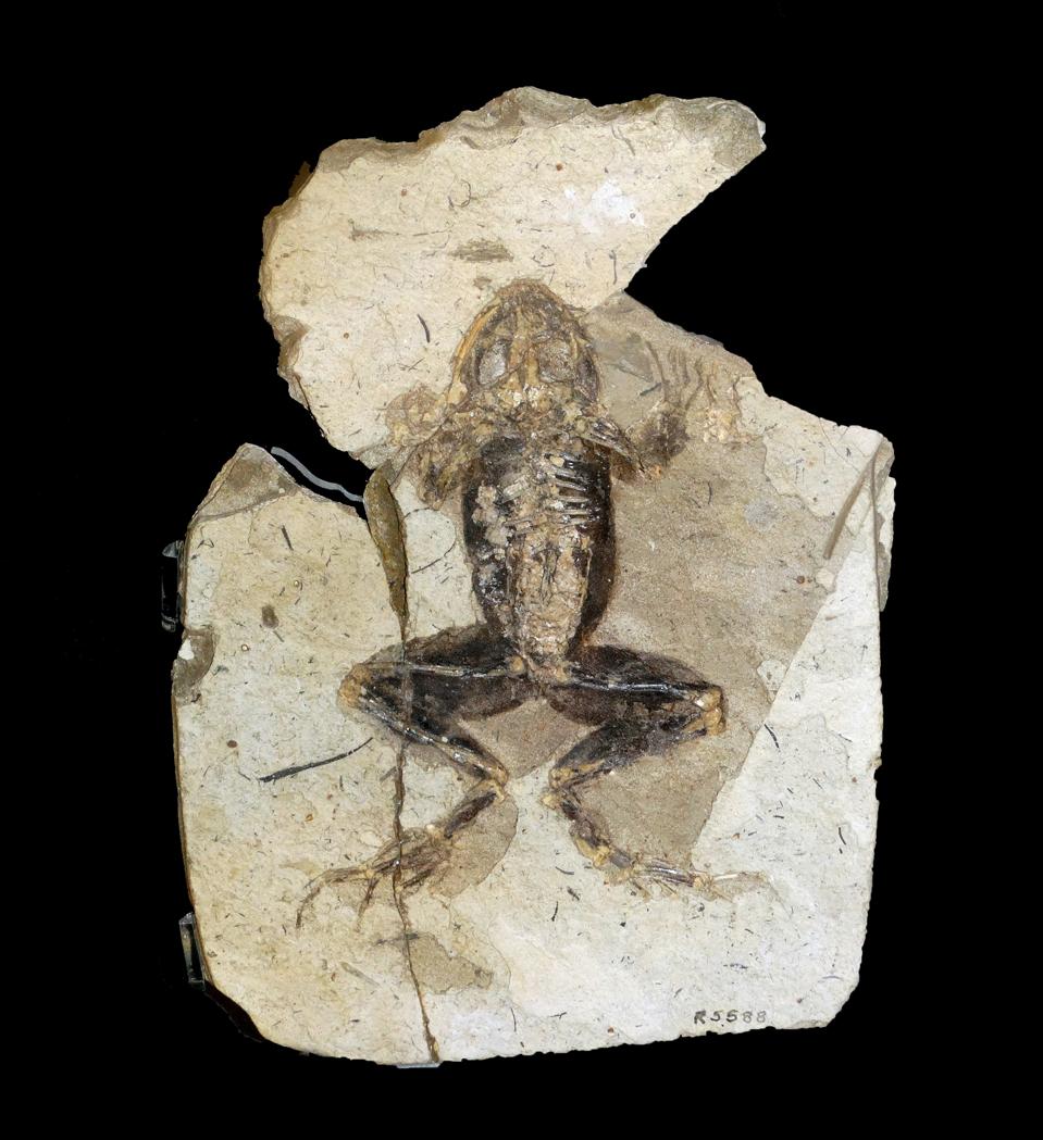 Rare Frog Thought To Be Extinct Rediscovered After A 130-Year-Long ...