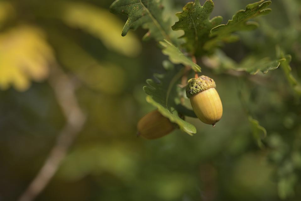 When Oak Trees Go ‘Nuts,’ This U.S. Disease Follows — A Biologist ...