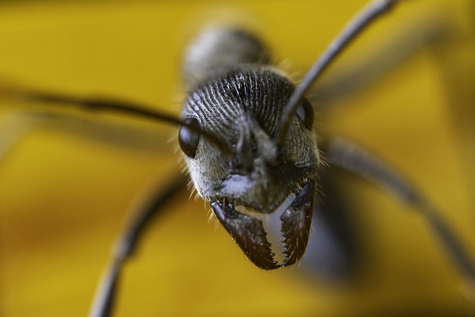 Southeast Asia’s Exploding Ant Dies So Its Colony Can Live — A ...