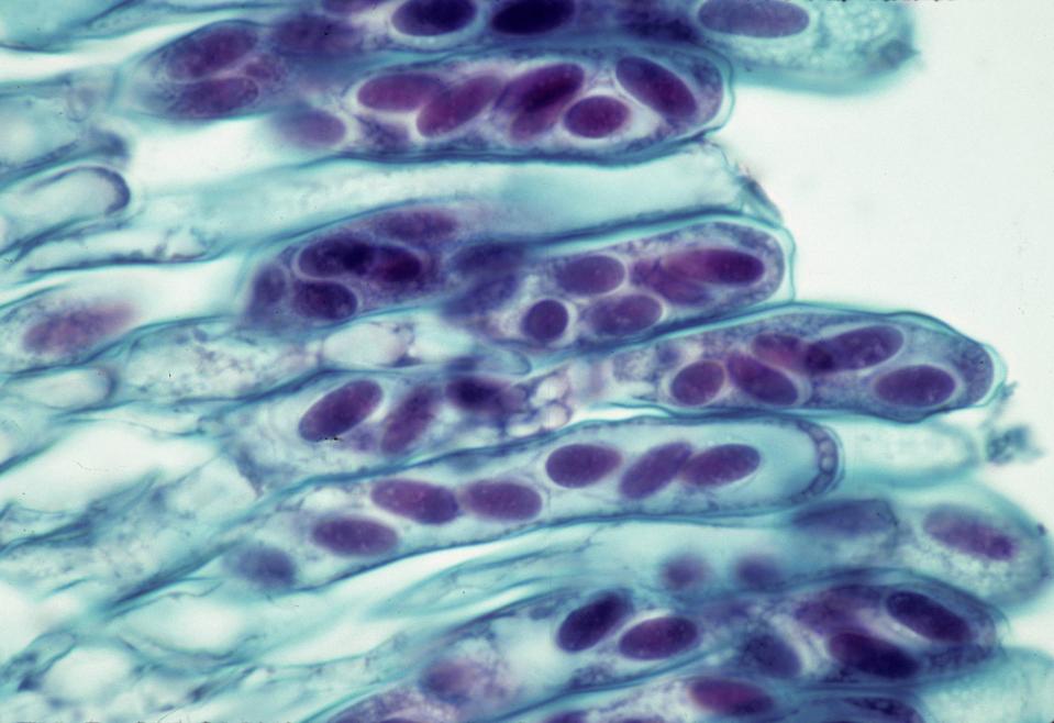 26-Foot-Tall Giant ‘Fungi-Like’ Organism Might Be A Lost Form Of Life ...