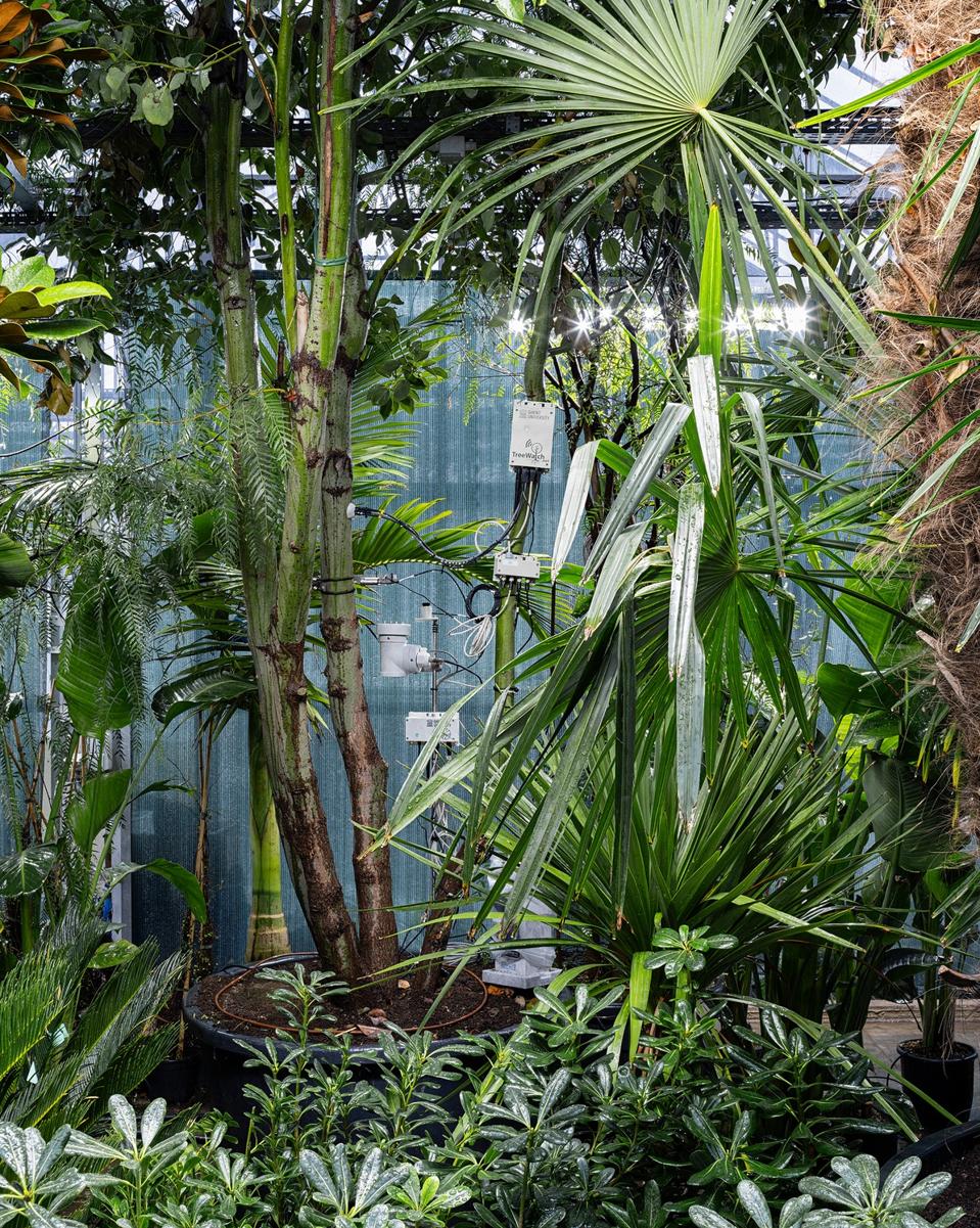 How Nature-Based Solutions Can Improve Indoor Air Quality