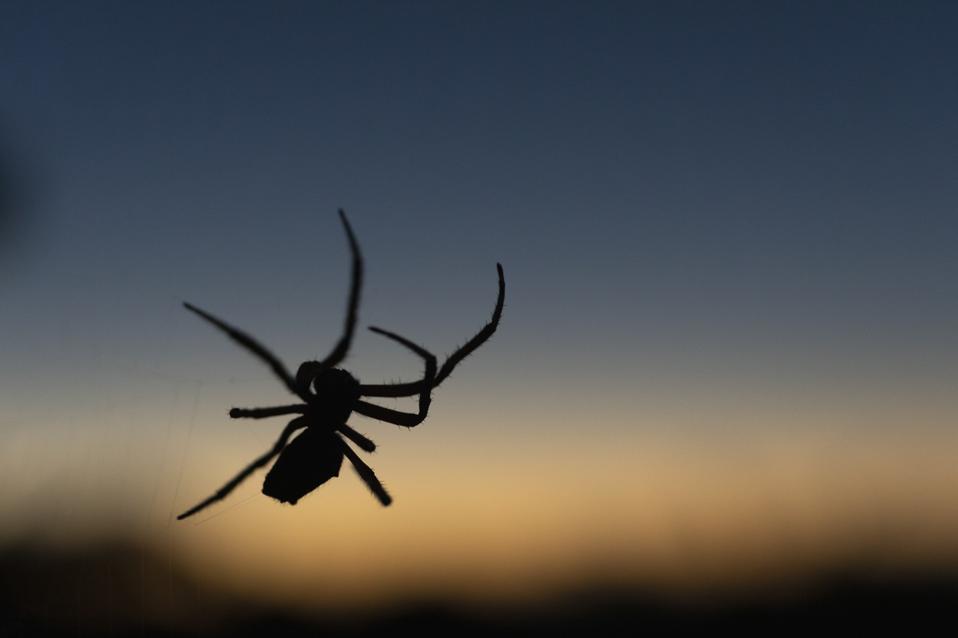 These ‘Assassin’ Spiders Have Outlived The Dinosaurs — And They Hunt ...