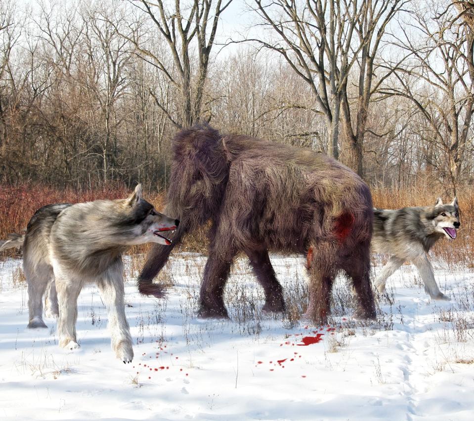 The Dire Wolf Has Been Brought Back To Life — Here Are 3 Other Extinct ...