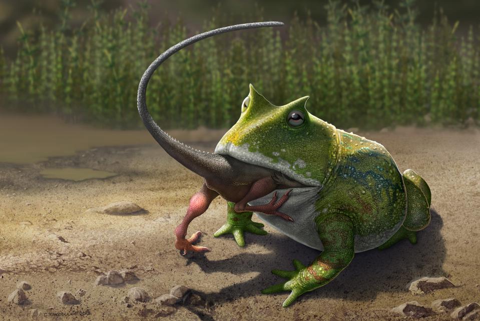 This ‘Frog From Hell’ Had The Bite Of A Wolf And Likely Ate Dinosaurs ...