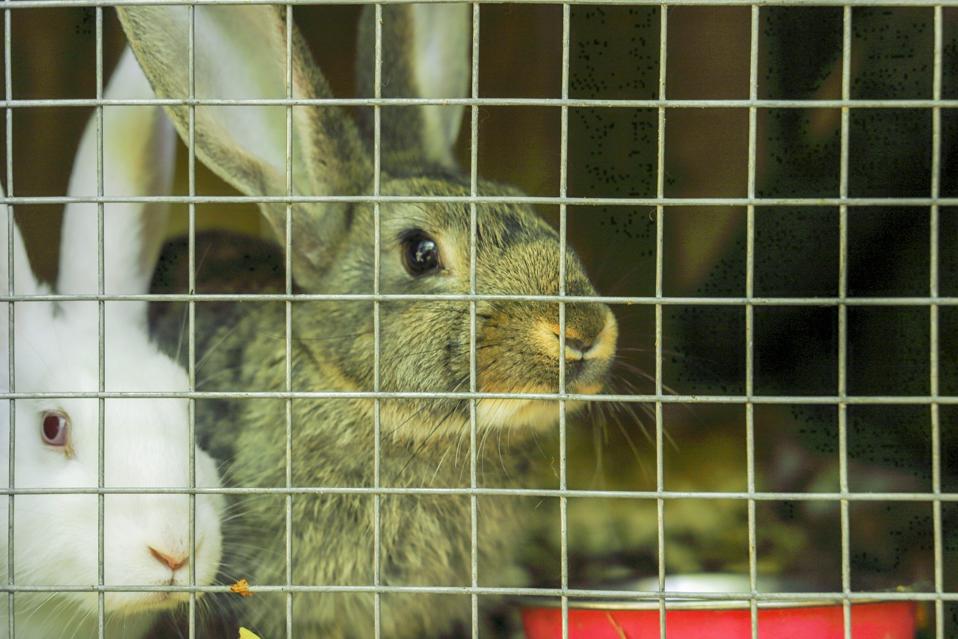 Freedom: The Secret Sauce For High Performance Leadership