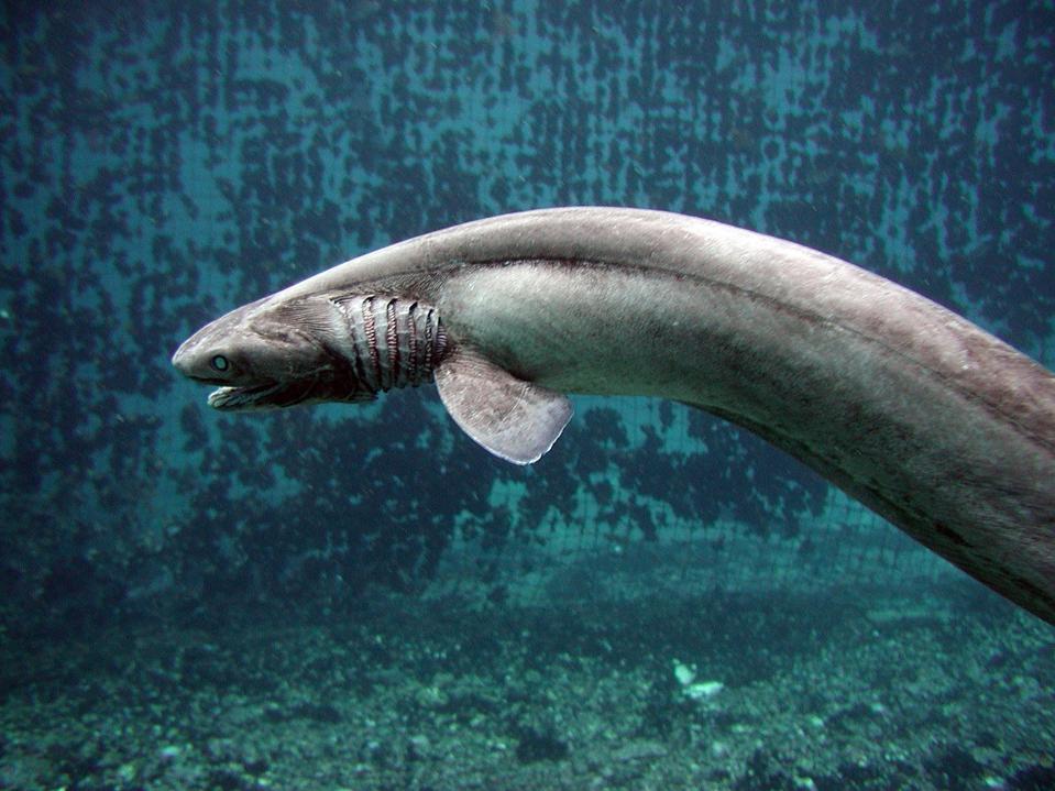 Frilled Shark Presence Confirmed Off Chile’s Coast