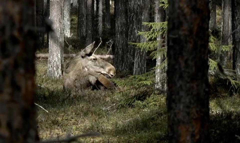 Live Moose Migration On Swedish TV Captivates Millions Worldwide