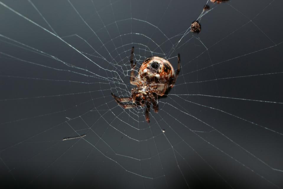 Meet The Spider That Ejects Its Genitals After Sex To Survive