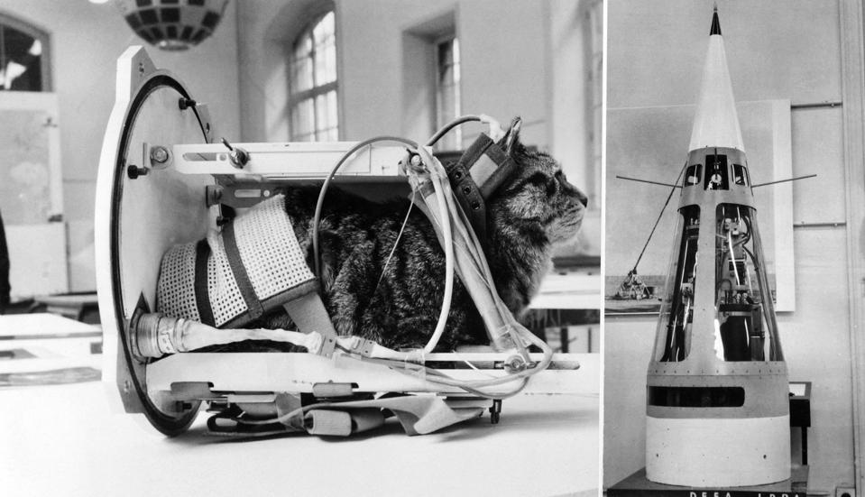 The Forgotten Story Of C341 — Or Félicette — The French Feline Who Was ...