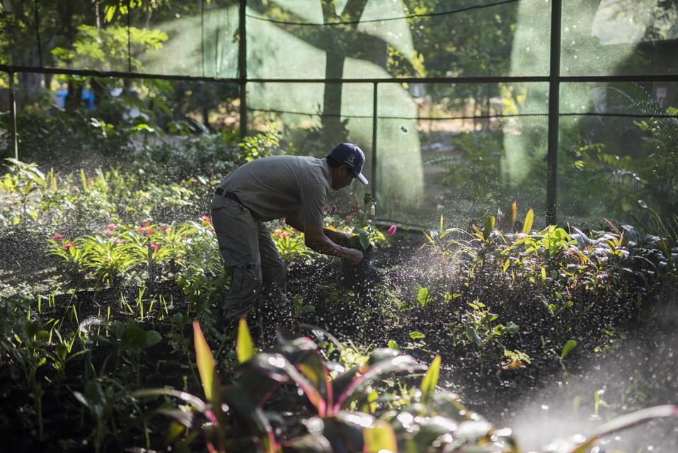 How One Costa Rican Resort Is Working To Regrow The Country’s Forests
