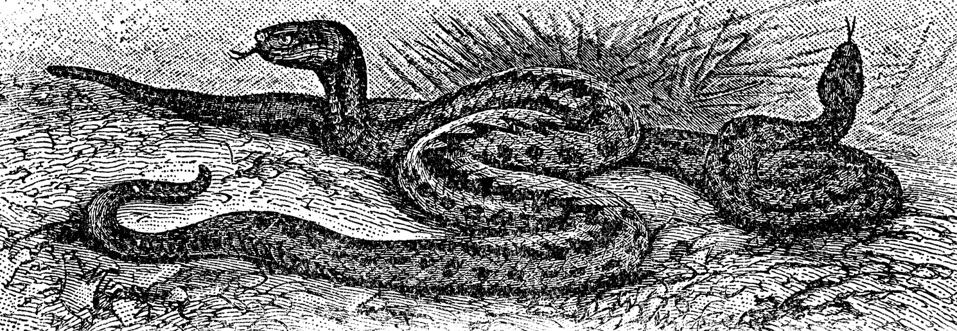 Wonambi Snake