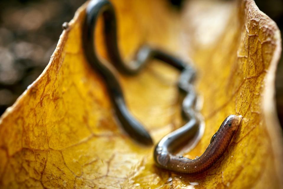 The Smallest Snake In The World Looks And Acts Like A Worm — And Hid In ...
