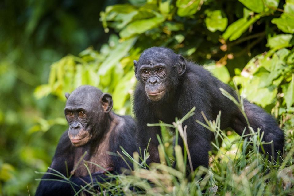 Bonobos And Women Benefit From Female Alliances, New Studies Say