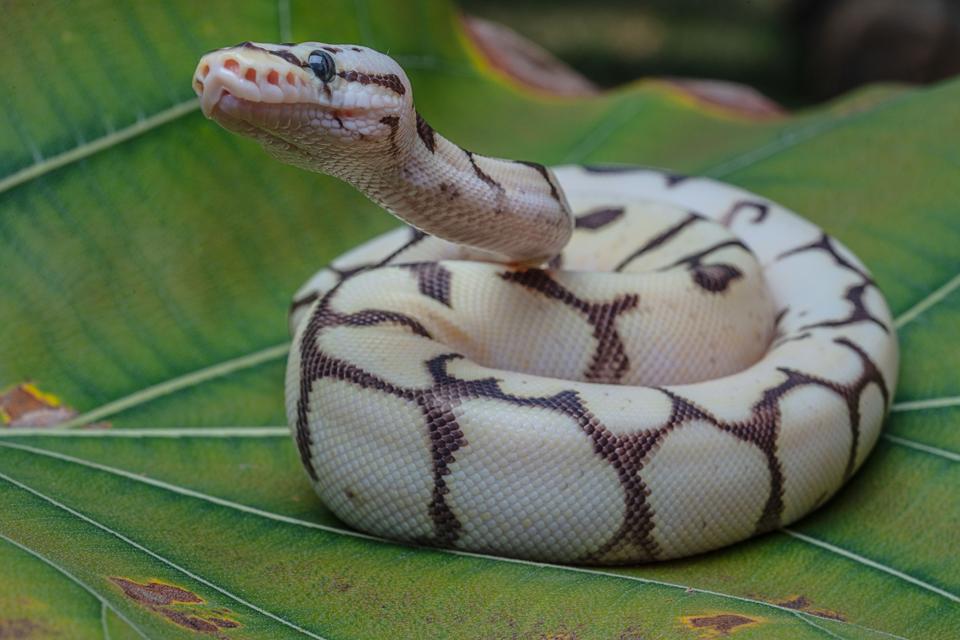 A Herpetologist Reveals The 4 Most Popular Pet Snakes—And Gives Advice ...