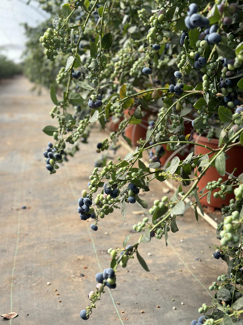 AgTech’s New Era: A Data Gilded Age For Global Resilience