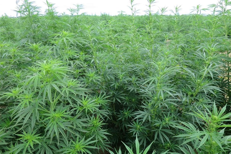 Is Hemp Too Big To Ban In Texas?
