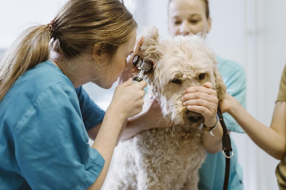 How Can The Veterinary Industry Help With The Rising Cost Of Care?