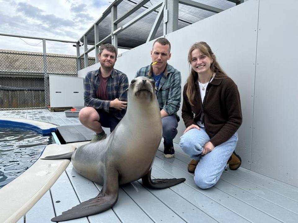 Ronan The Sea Lion Can Keep A Beat As Well As Humans Can