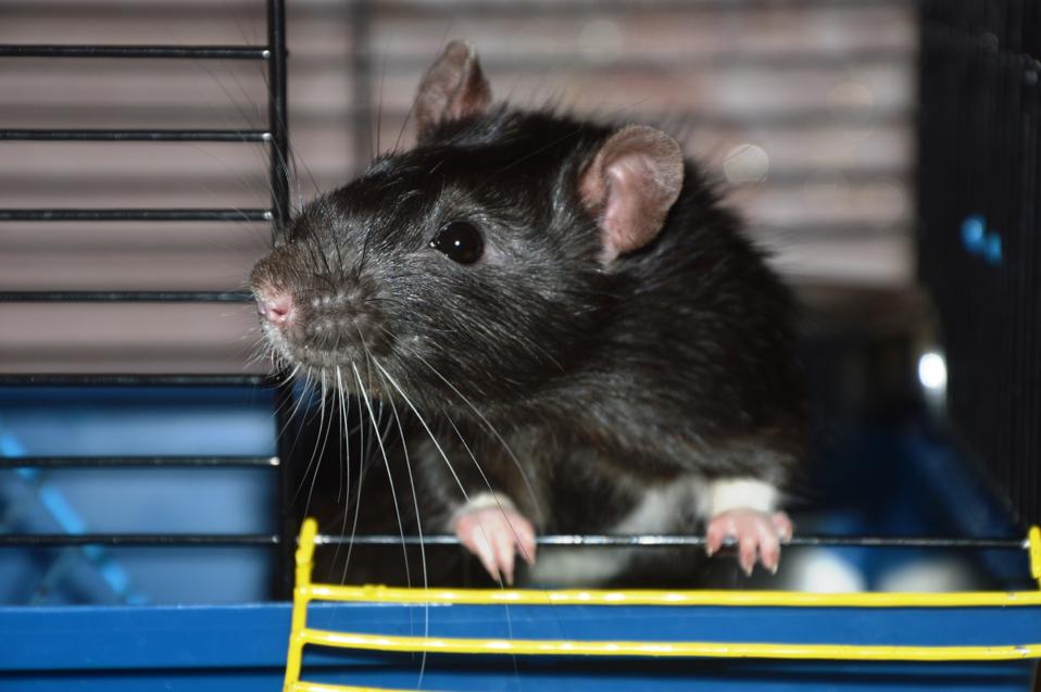 How To Get Rid Of Mice Living In Your Car