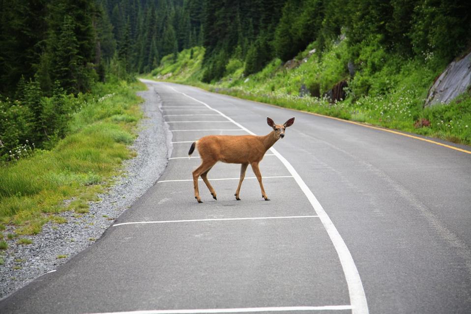 DOT Releases $126 Million In Wildlife Crossing Grants For 17 States