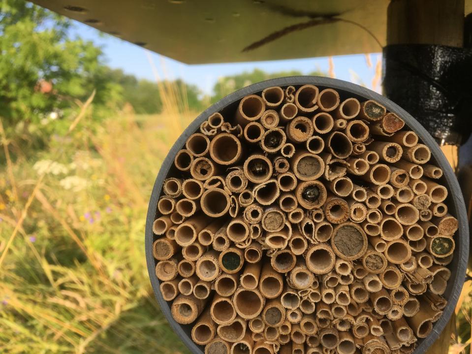 Climate Change And Land Use Changes Combine To Threaten Native Bees