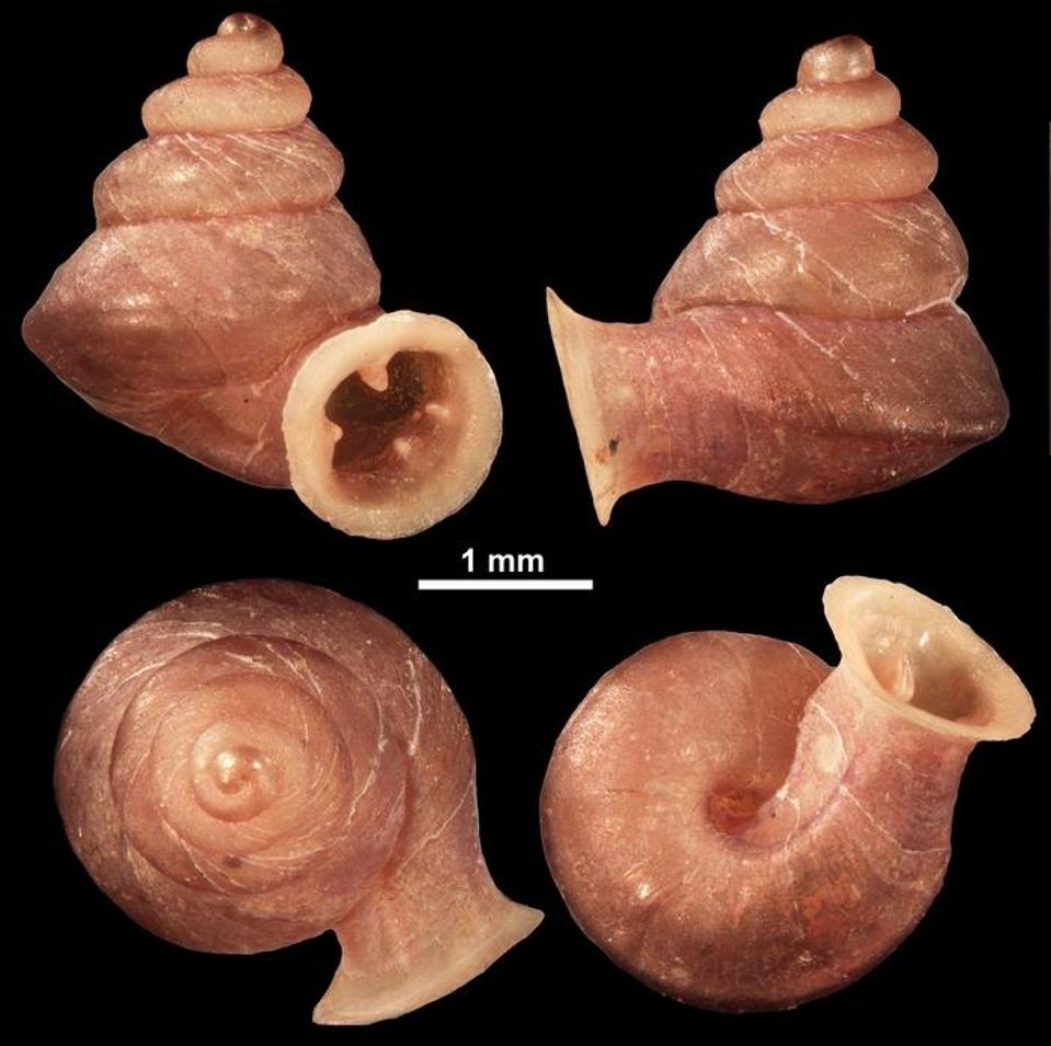 Snail Called Picasso Joins List Of Species Named After Artists