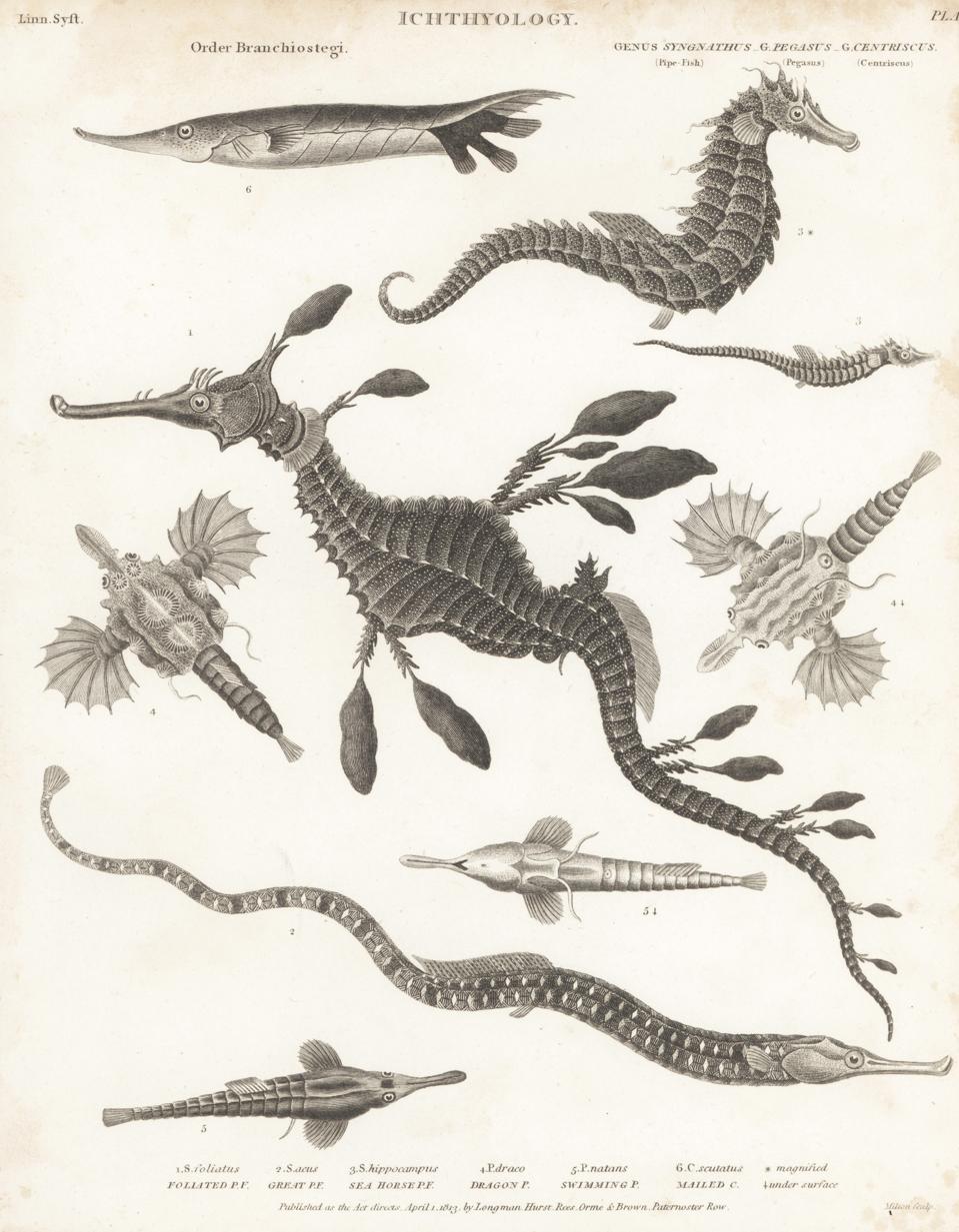 A Biologist Highlights 3 Aquatic Animals You Didn’t Know Existed. Hint ...