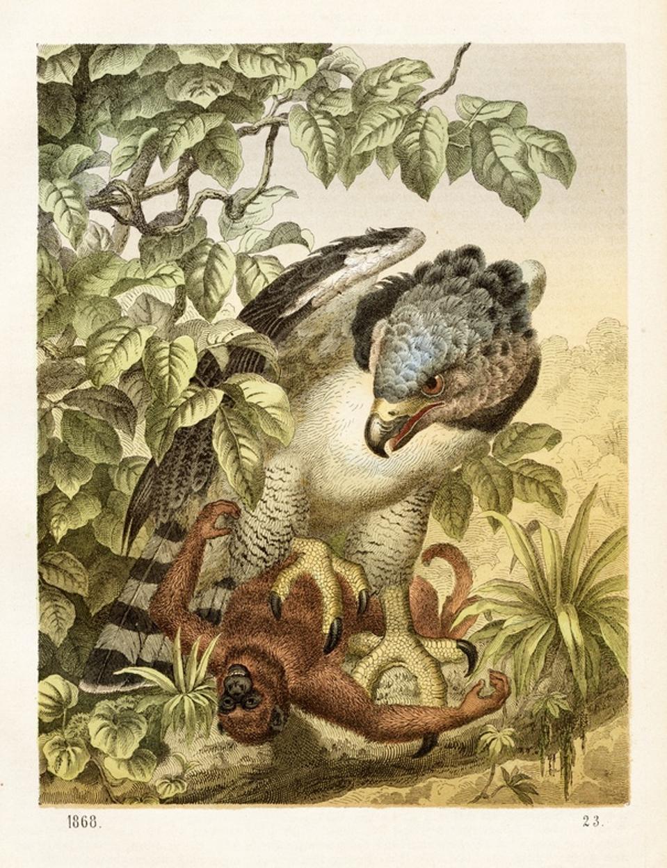 Meet The Amazonian Bird Of Prey That Can, And Does, Attack Humans — A ...