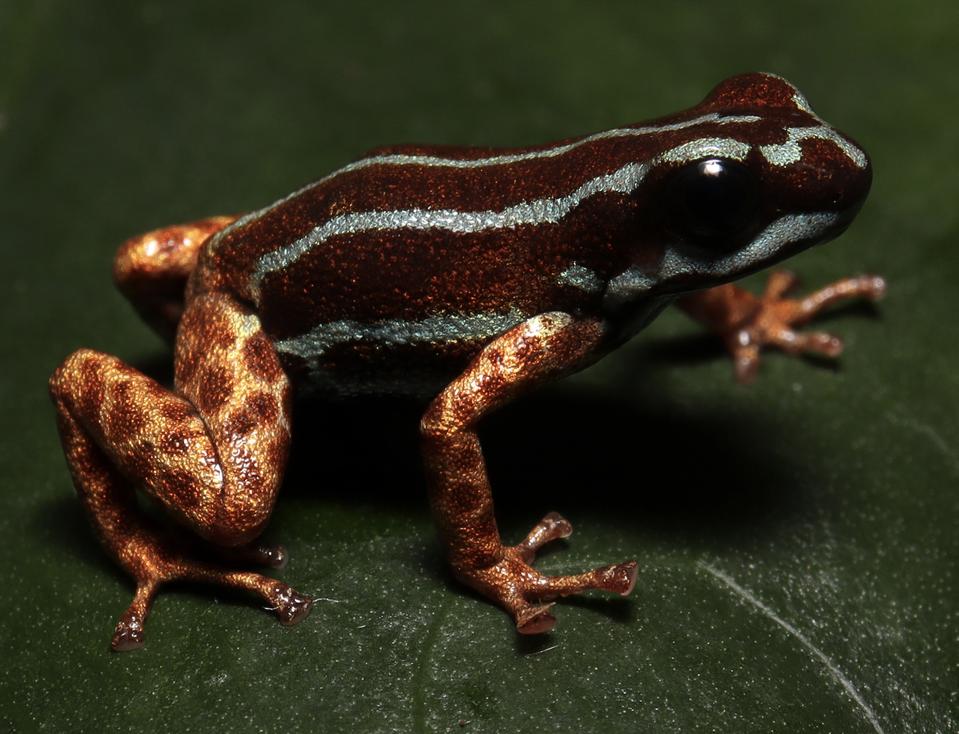 New To Science Blue-Striped Poison Frog Discovered In Brazil