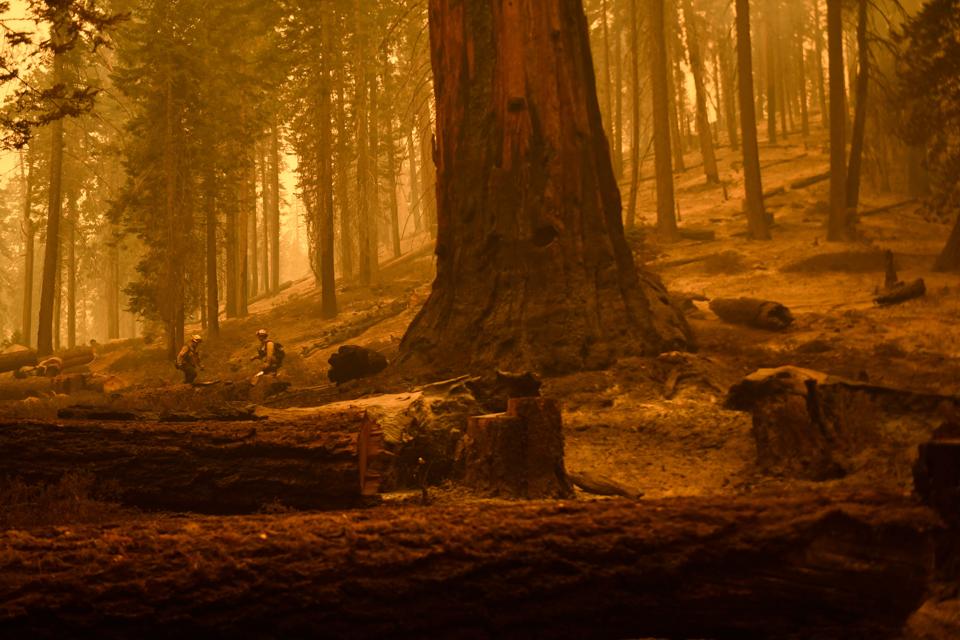 A Biologist Highlights The Tragedy Of Converse Basin Grove, Where One ...