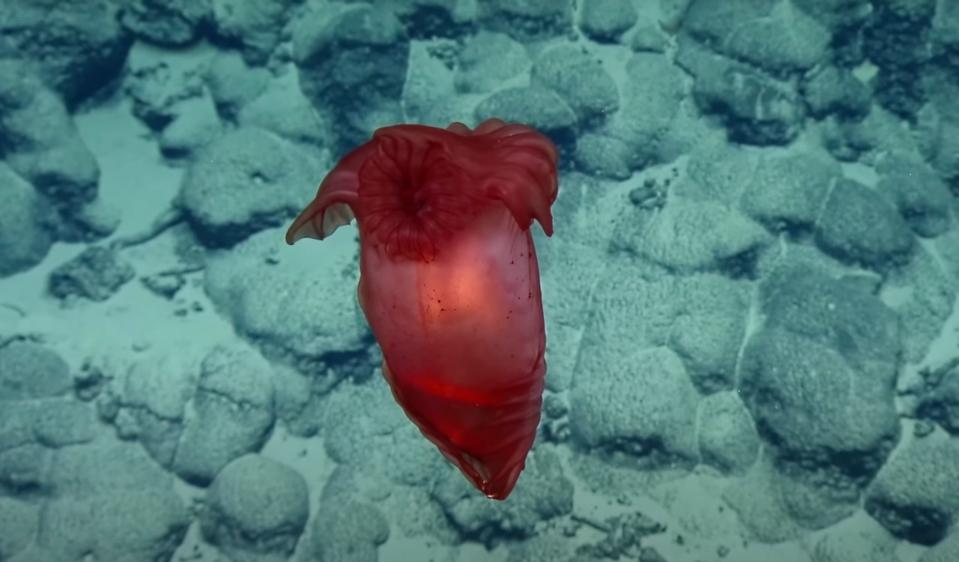 ‘Headless Chicken Monster’ Captivates Ocean Scientists With Graceful Dance