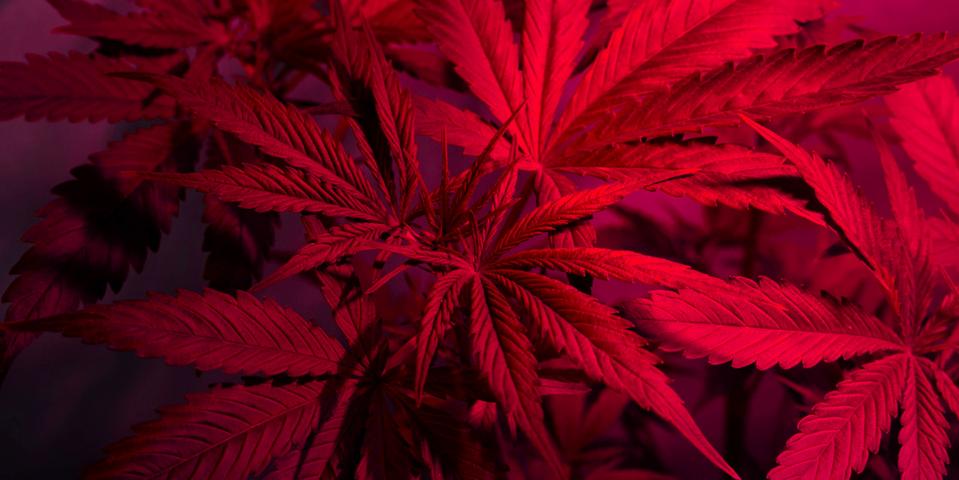 Far-Red Light Boosts THC In Some Cannabis Strains And Lowers Energy Use ...
