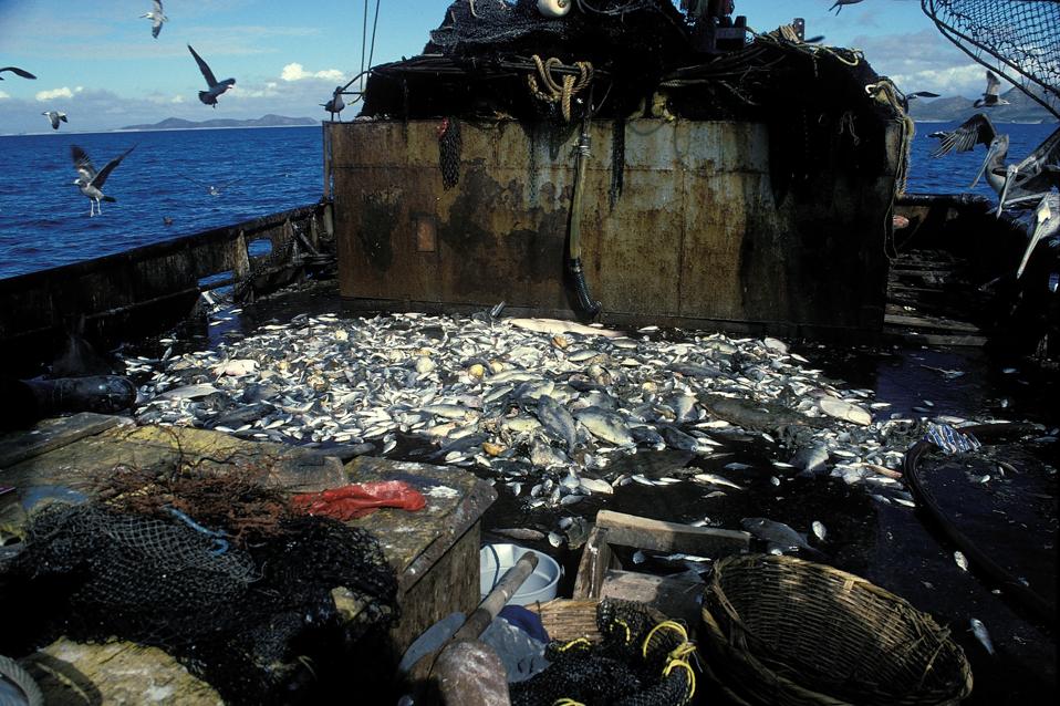 Feeding The Future Or Eating The Ocean? The $80 Billion Salmon Crisis